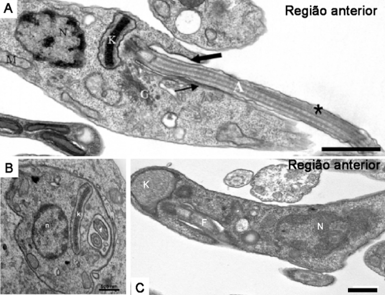 Organização Estrutural – Portal da Doença de Chagas