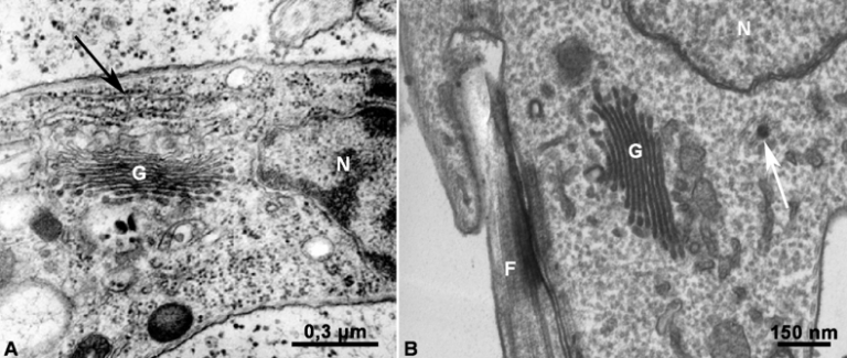 Organização Estrutural – Portal da Doença de Chagas