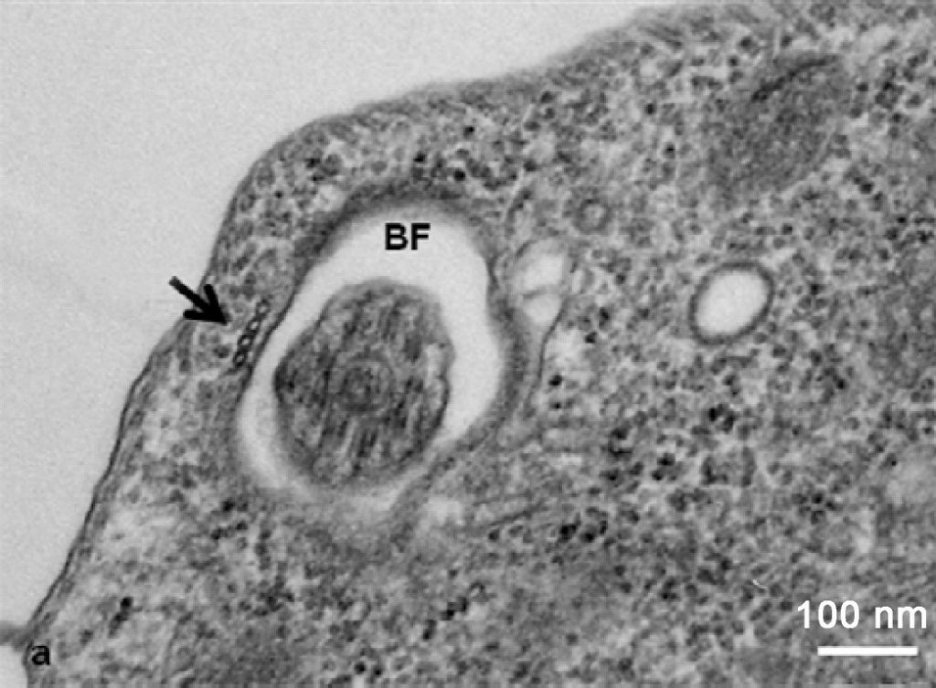 Organização Estrutural – Portal da Doença de Chagas