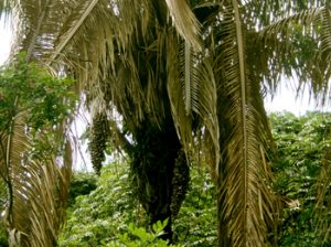 Fisiologia – Portal da Doença de Chagas