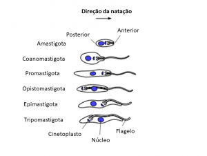 Taxonomia – Portal da Doença de Chagas