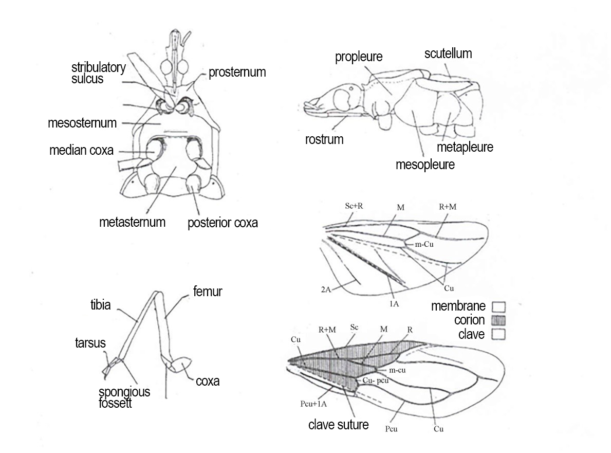Morphology – Portal da Doença de Chagas