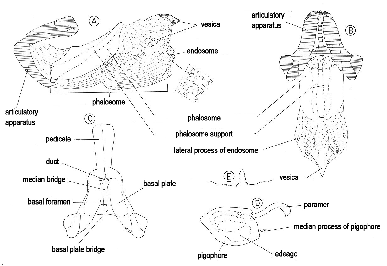 Morphology – Portal da Doença de Chagas